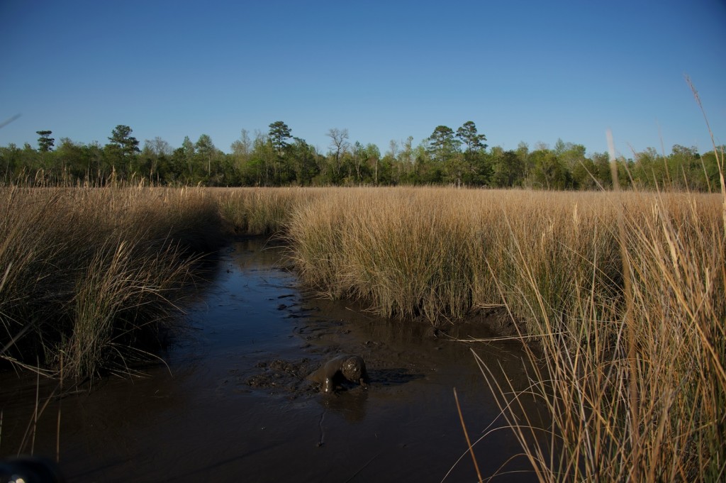 2011 Images | The Swamp